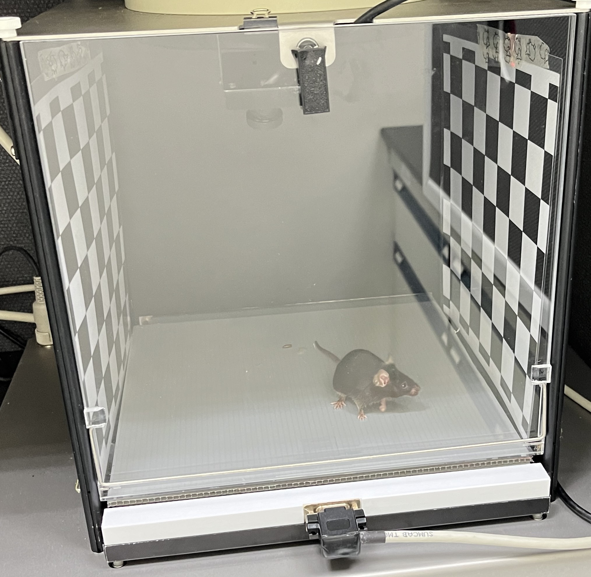 Mouse study helps us understand how fearful memories form - Scimex