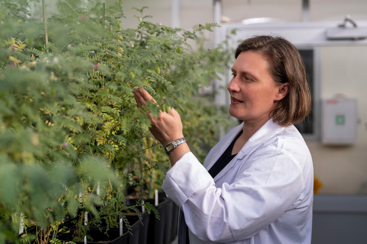 How plants could help power the green energy transition - Scimex