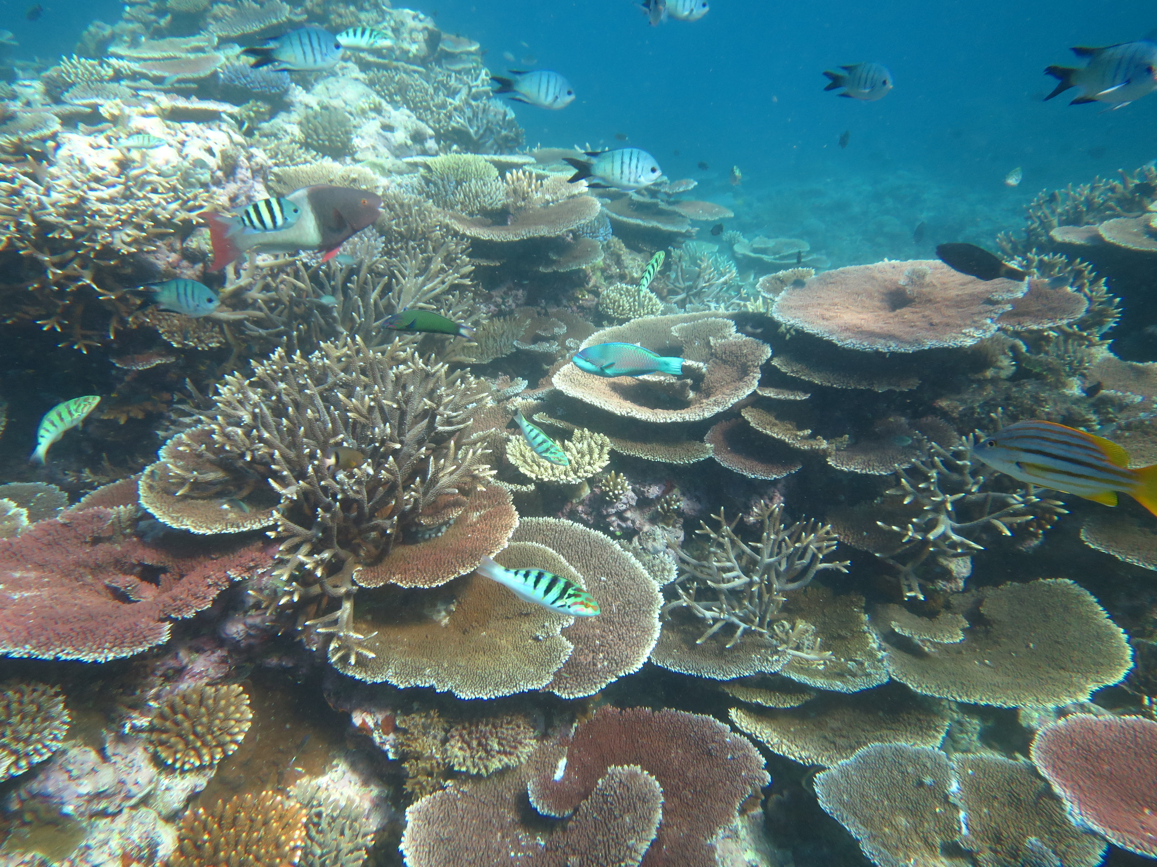 Turning the tables – how table corals are regenerating reefs decades ...
