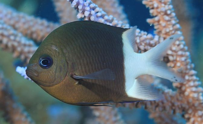 Acidic oceans are affecting reef fish behaviour - Scimex