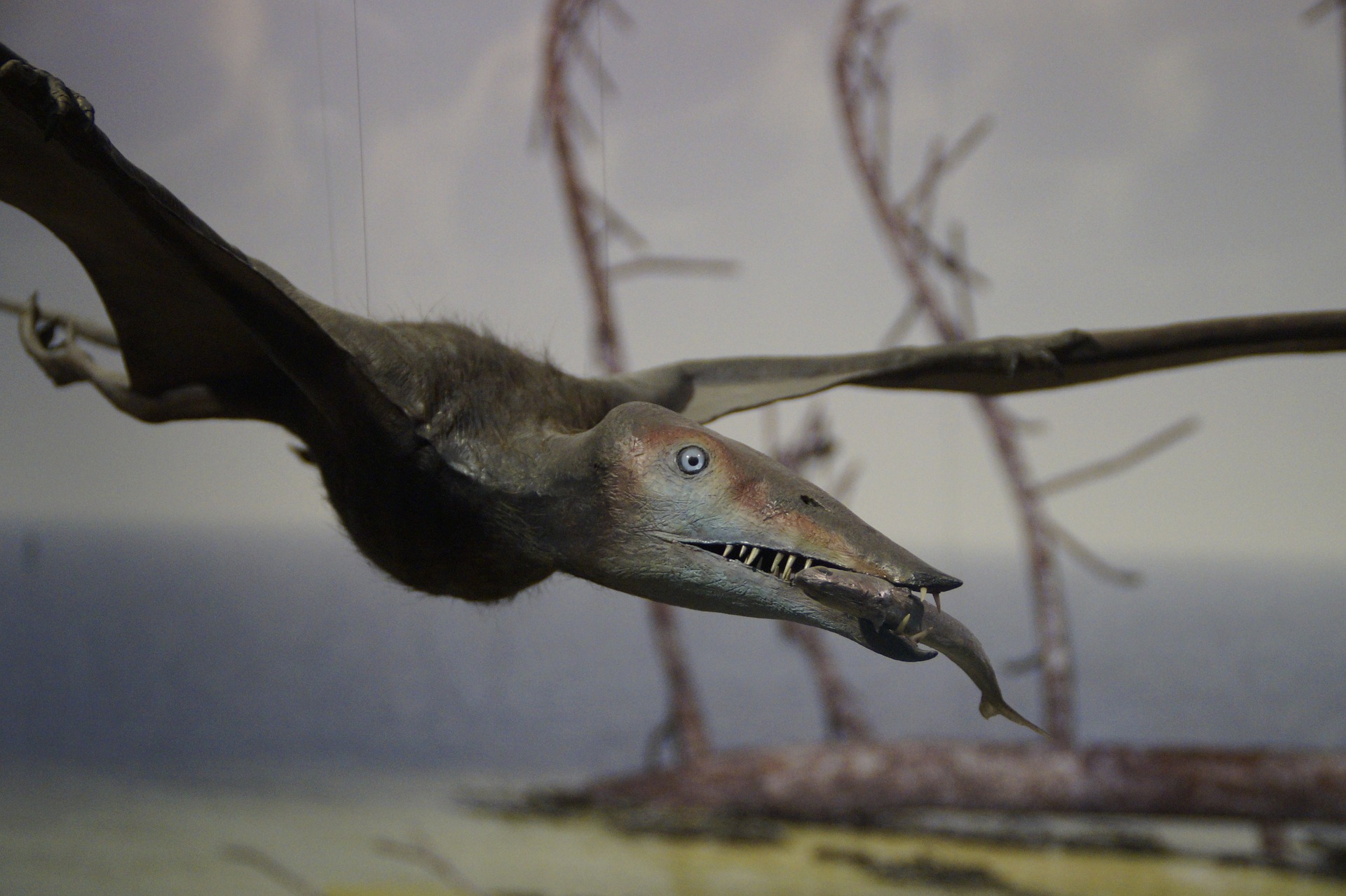 Fossil evidence suggests pterosaurs regurgitated indigestible food like ...