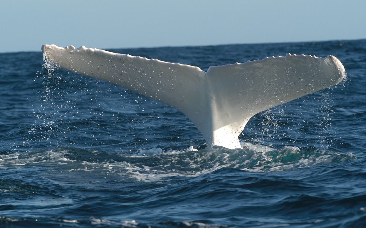 30 years of Migaloo: Watching our white whale - Scimex