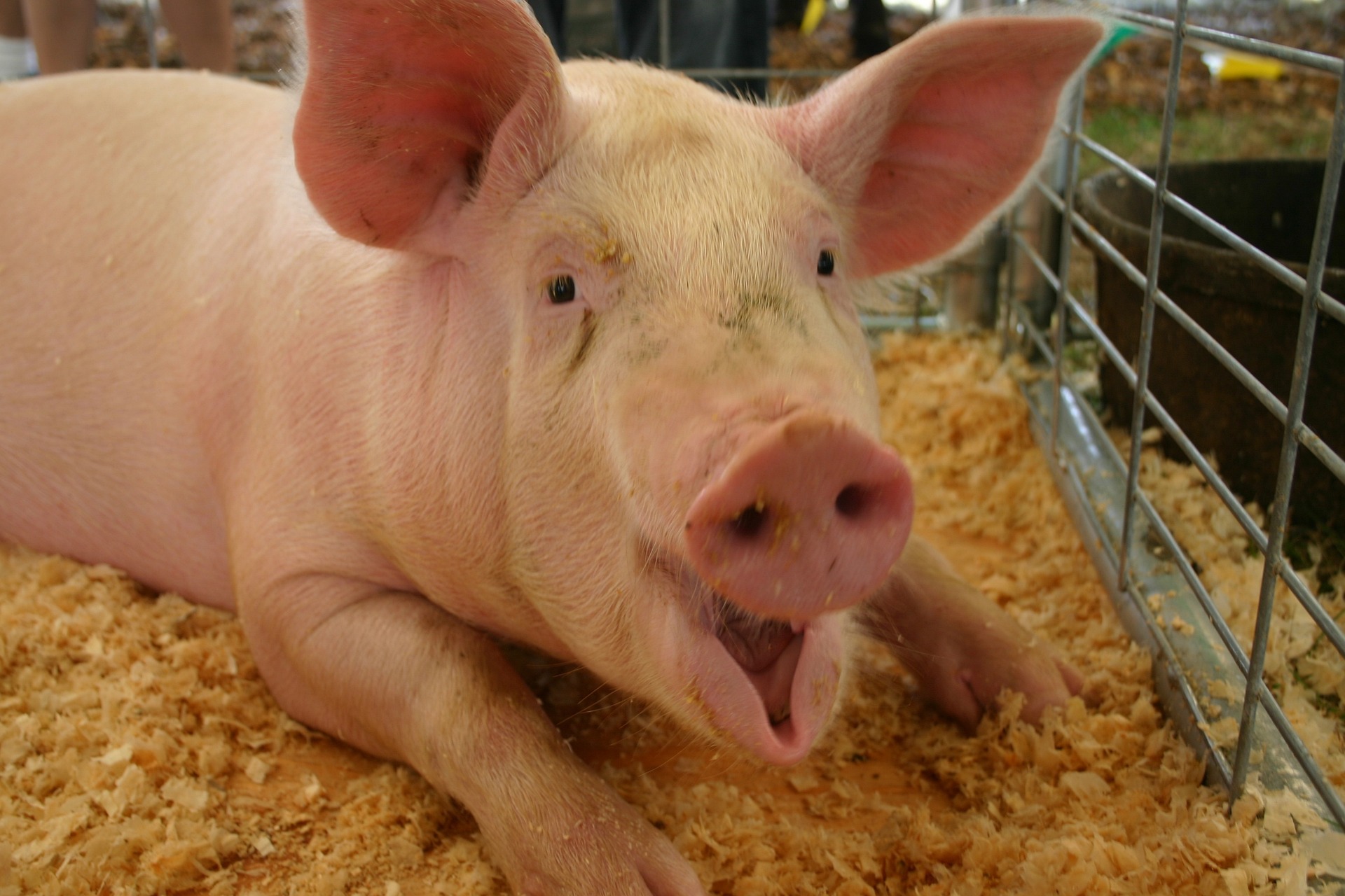 Can you pick a happy pig just from their grunts? - Scimex