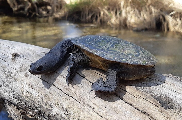 Why did the turtle cross the road? New research sheds light on ways to ...