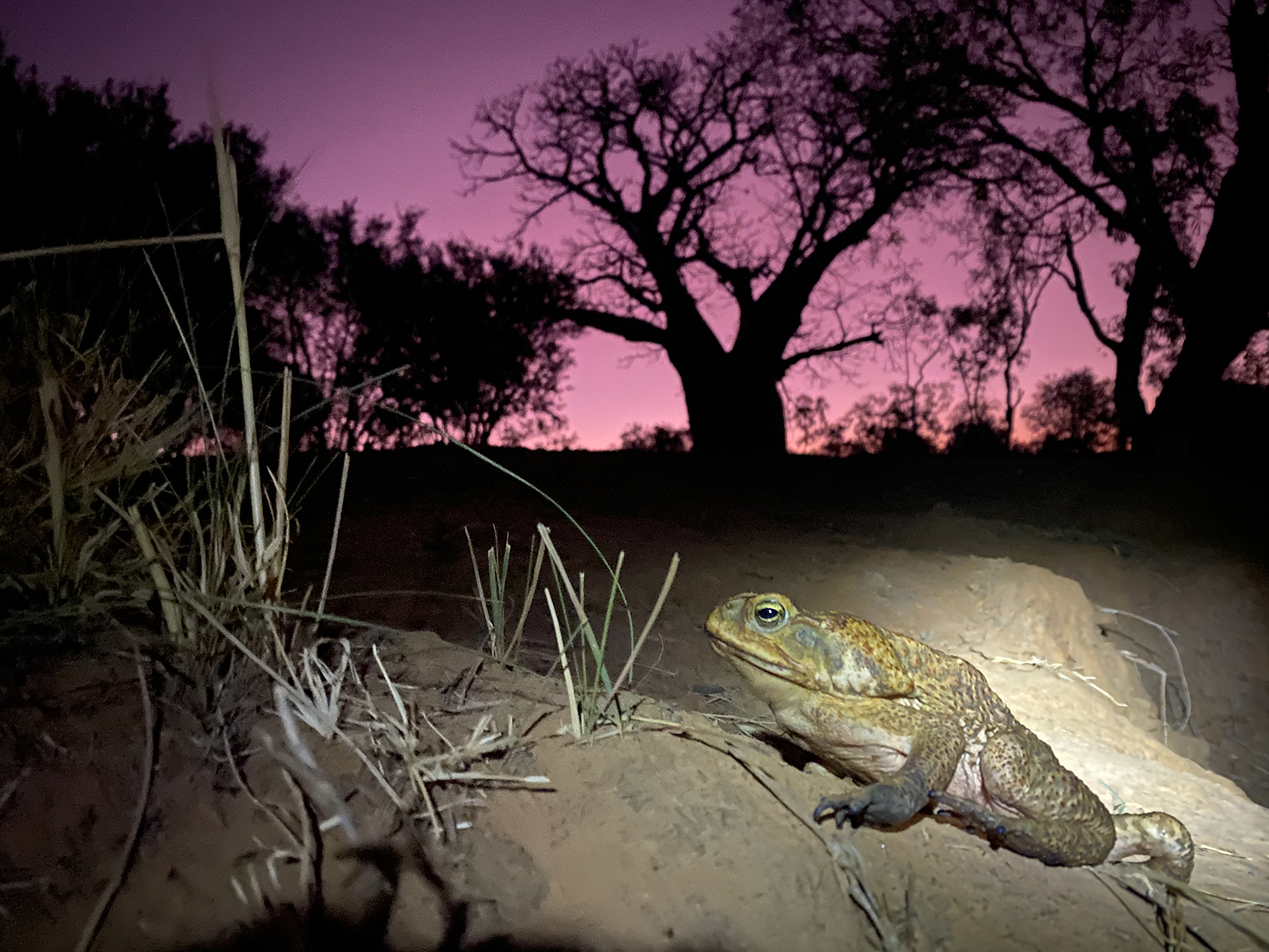 Toad-ally awesome project to halt cane toad invasion of the Pilbara ...