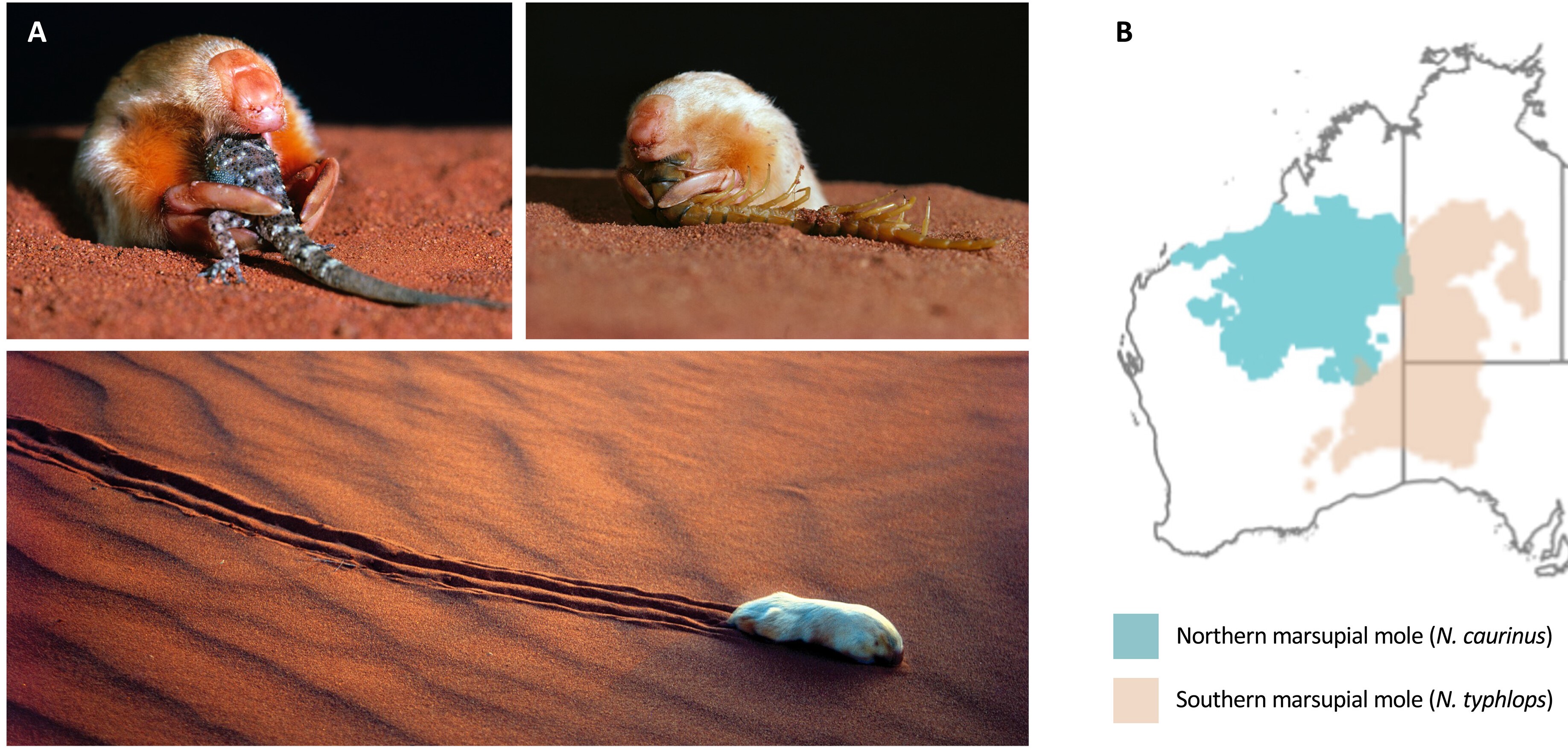 Where do Australia's marsupial moles come from? - Scimex