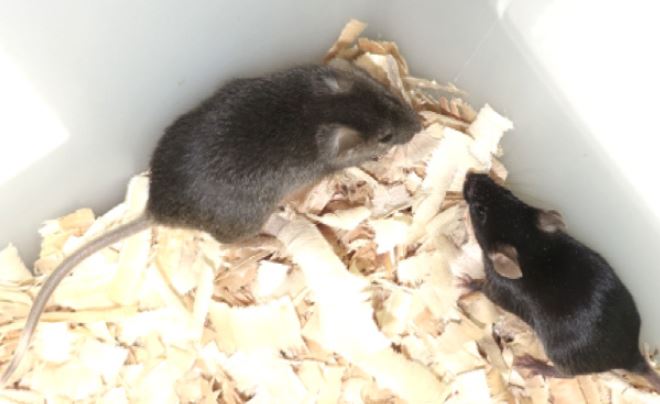 The first mouse with 2 dads to survive to adulthood - Scimex