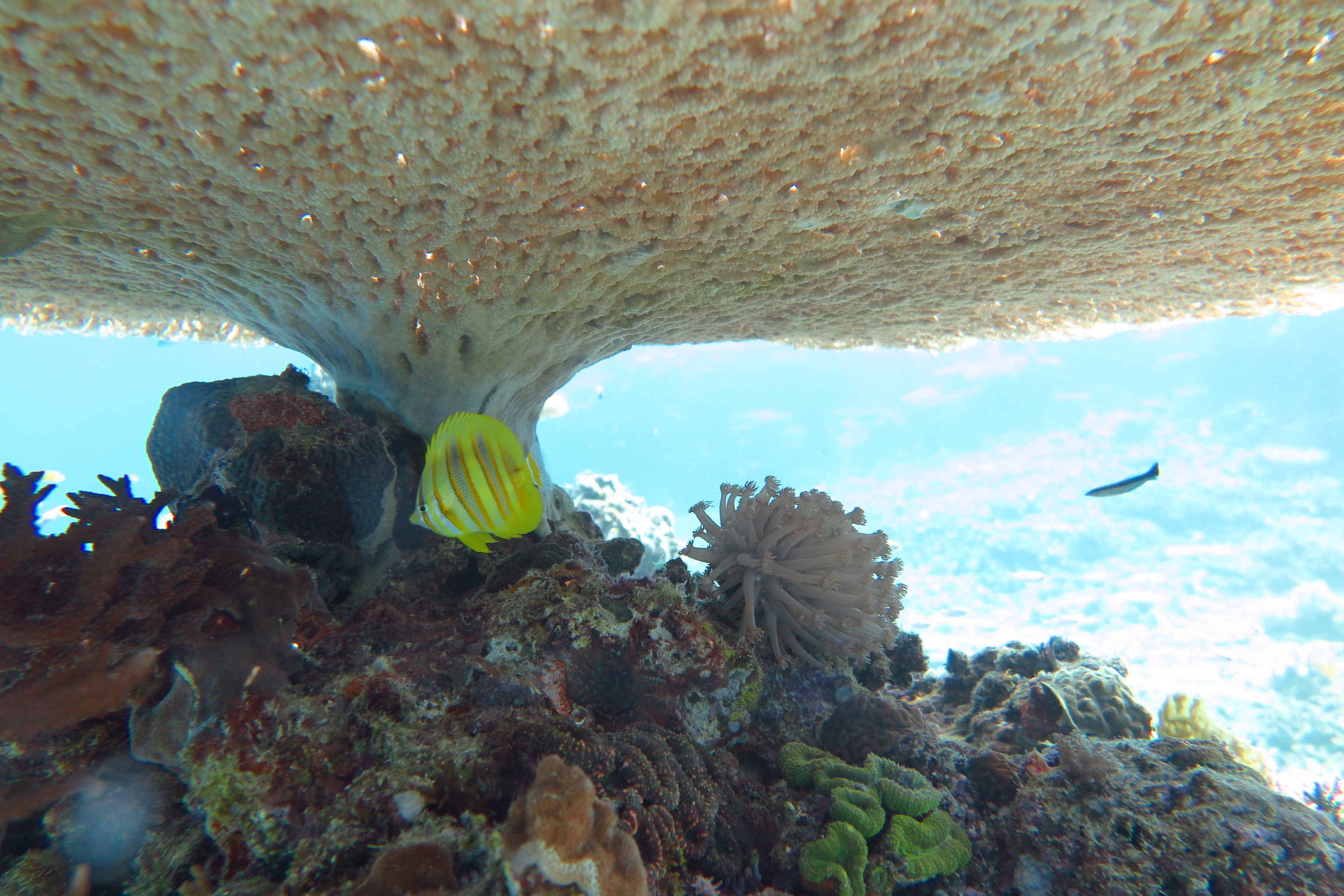 Turning the tables – how table corals are regenerating reefs decades ...