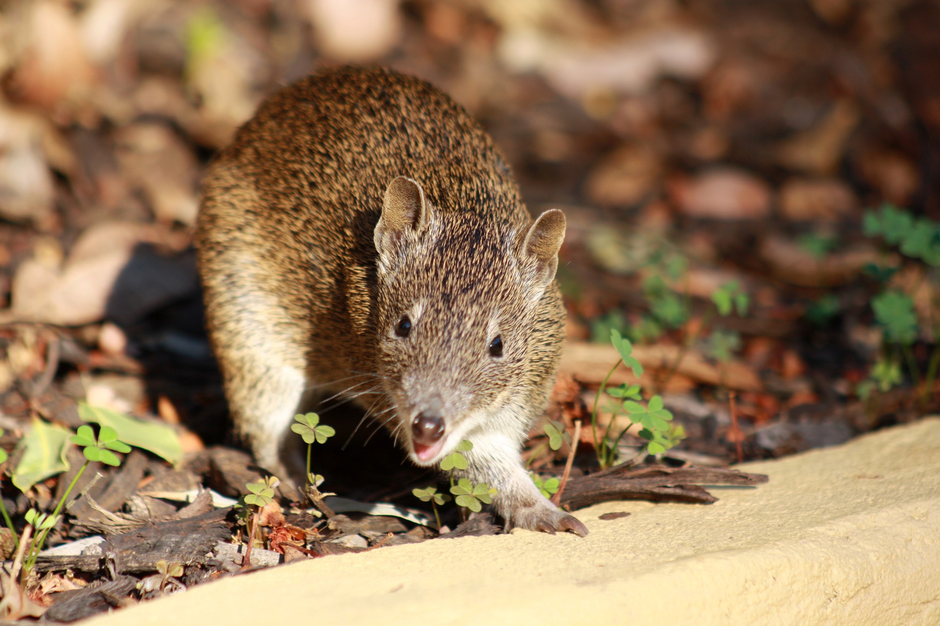 Saving Australia's rodents: Why one species thrived where another died ...
