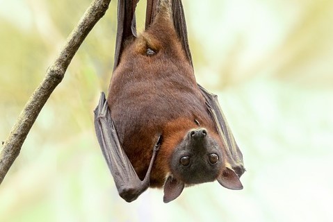 A threatened flying fox is moving into the suburbs - Scimex