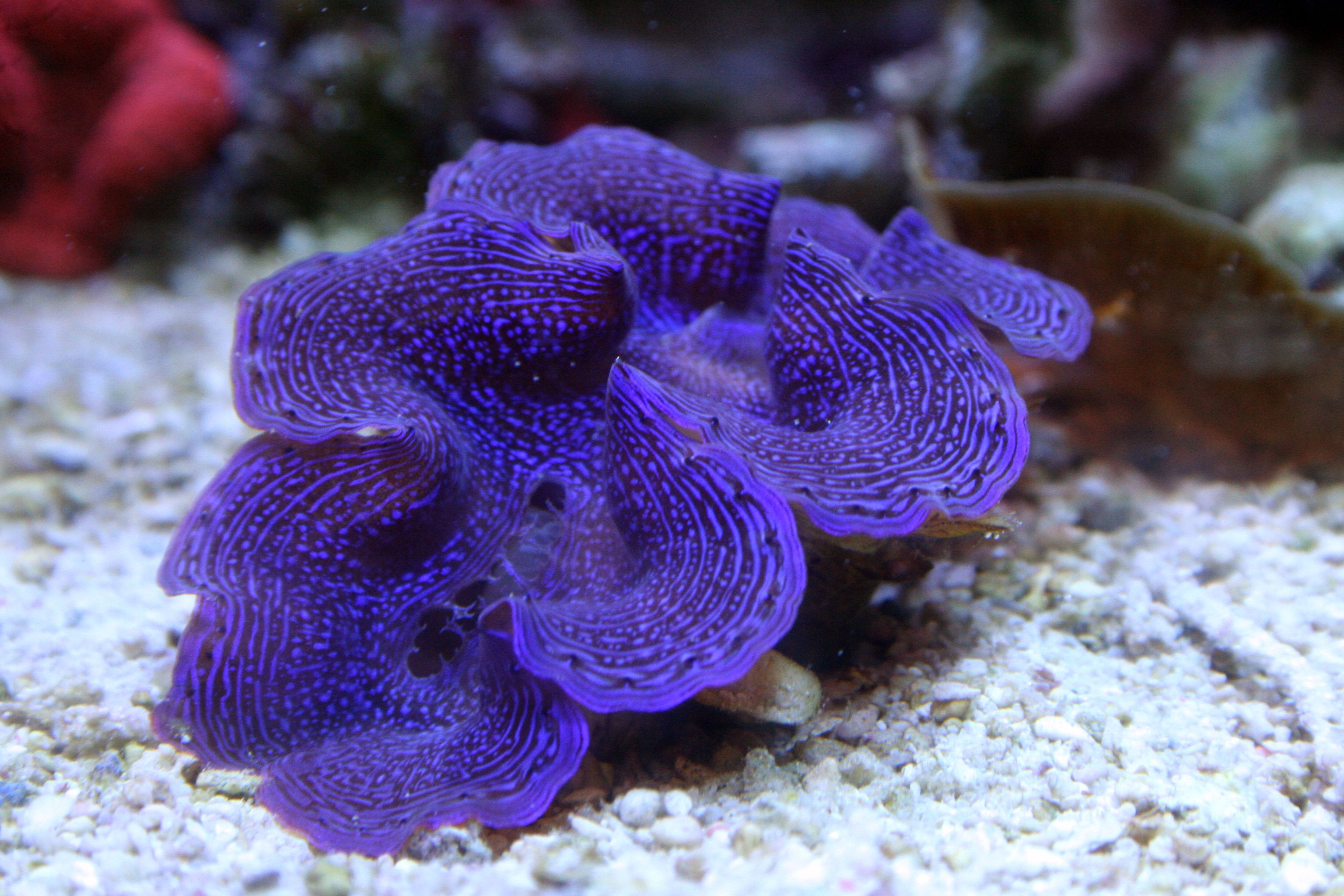 Iconic reef giants not immune to climate’s harmful touch - Scimex