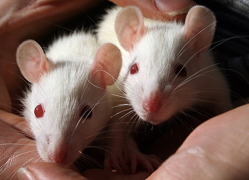 Rat study suggests mums’ sleep apnoea may increase risk of autism-like ...