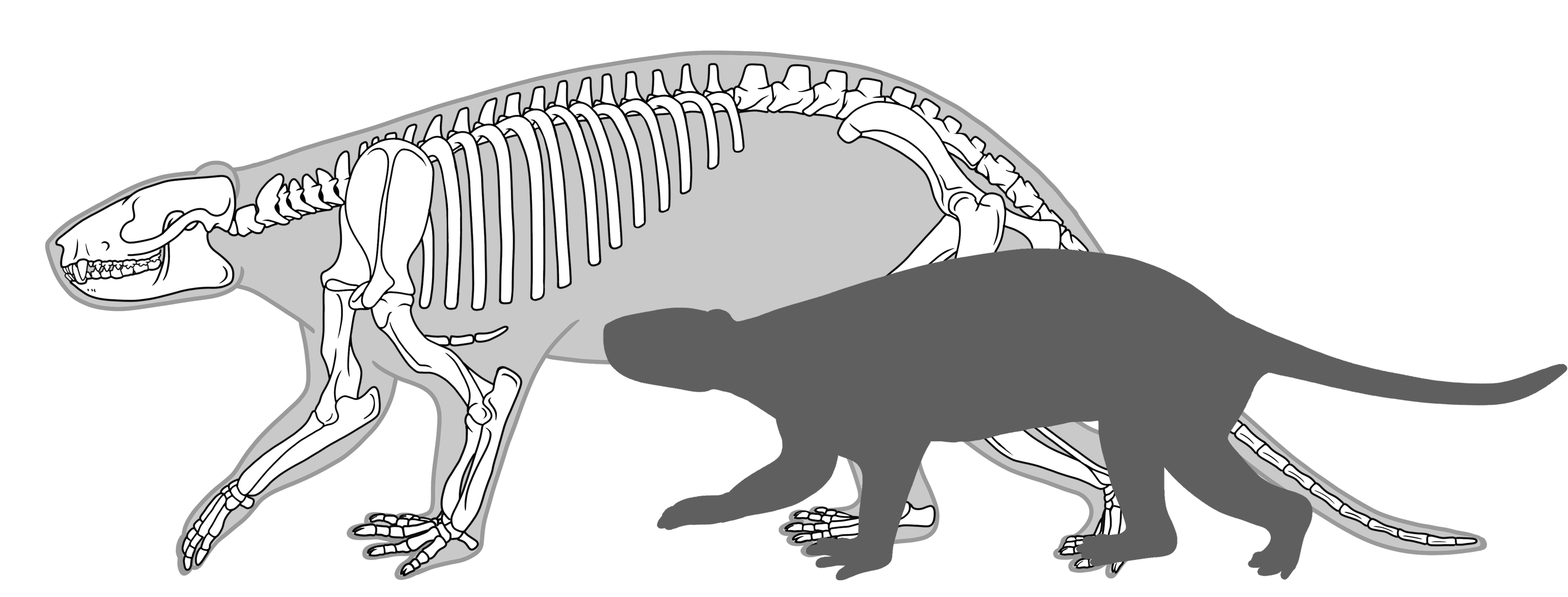 Ancient mammal dental work can reveal the daily lives of fossils - Scimex