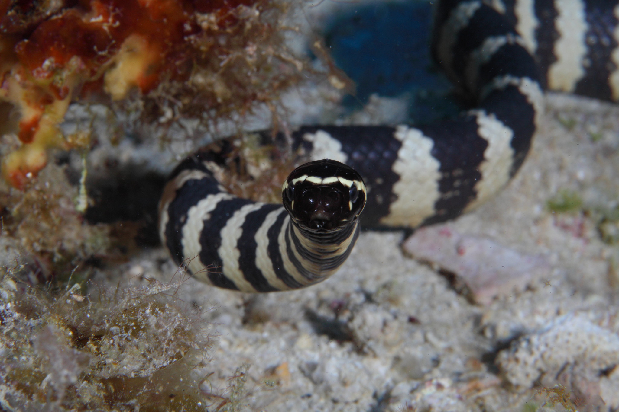 Stripes help this harmless sea snake fool predators into thinking its ...