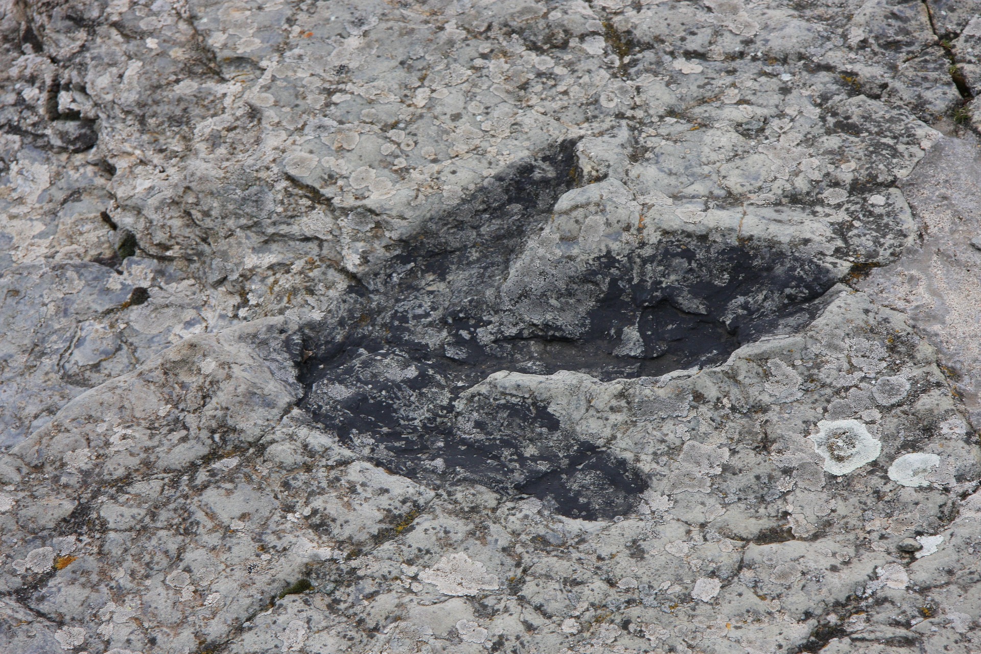 New toothy diving dinosaur discovered - Scimex