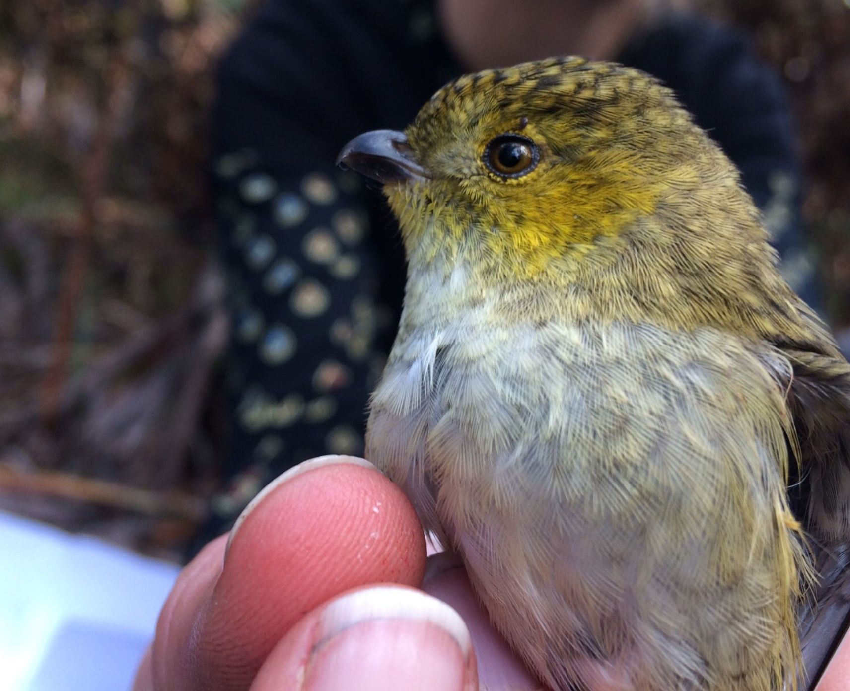 Genetic secrets could help endangered songbird sing another day - Scimex