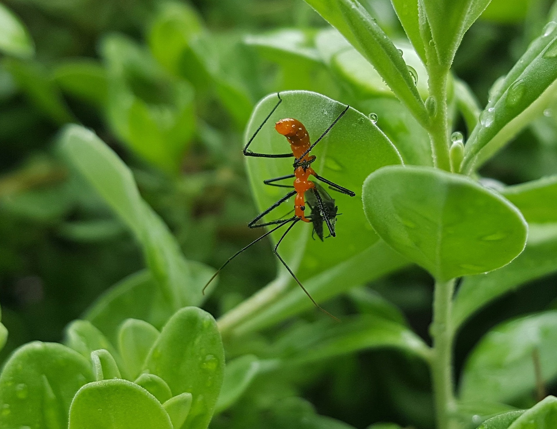 Aussie assassin bugs have a sticky surprise for their prey - Scimex