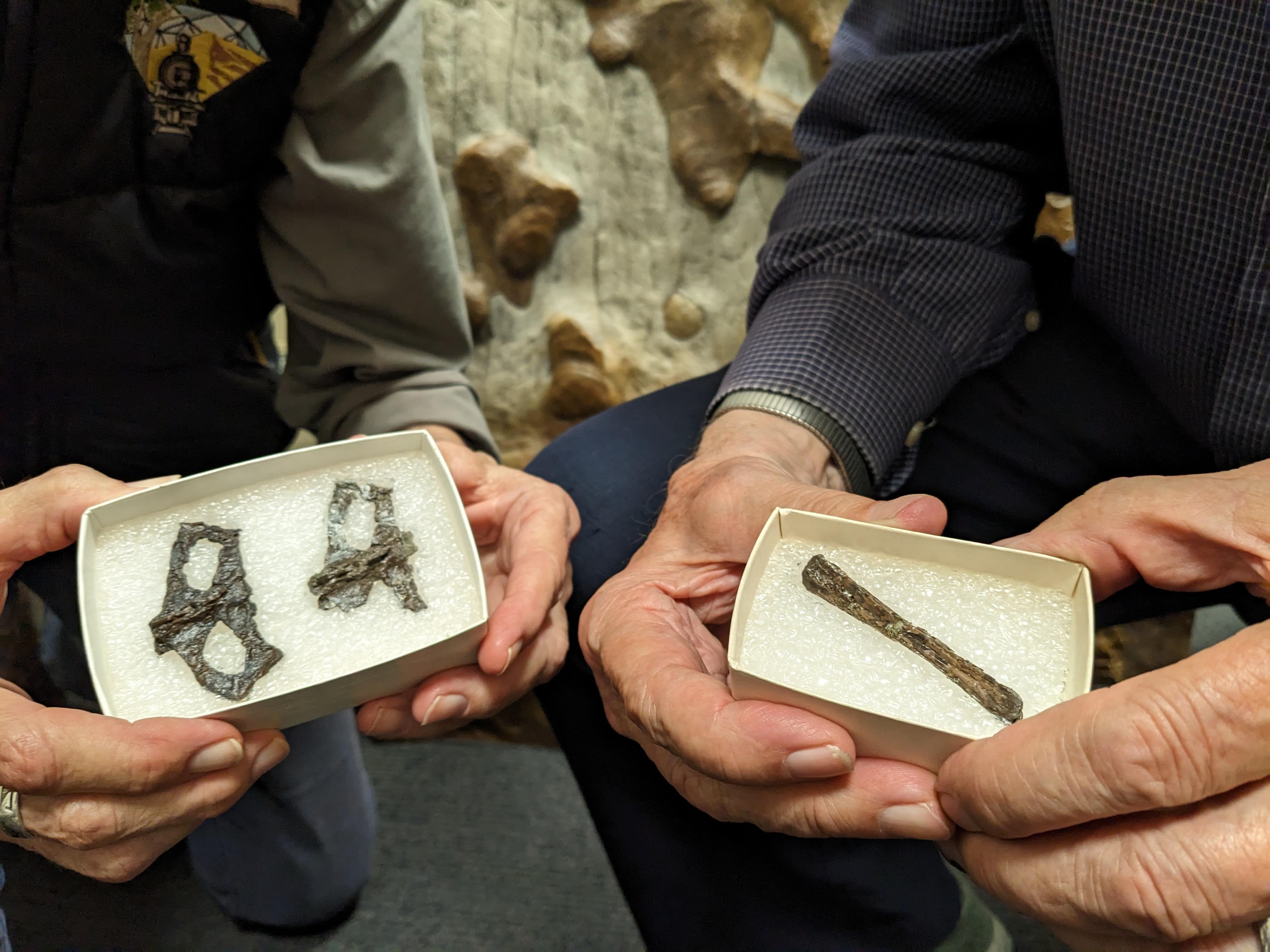 107-million-year-old pterosaur bones are oldest in Australia - Scimex