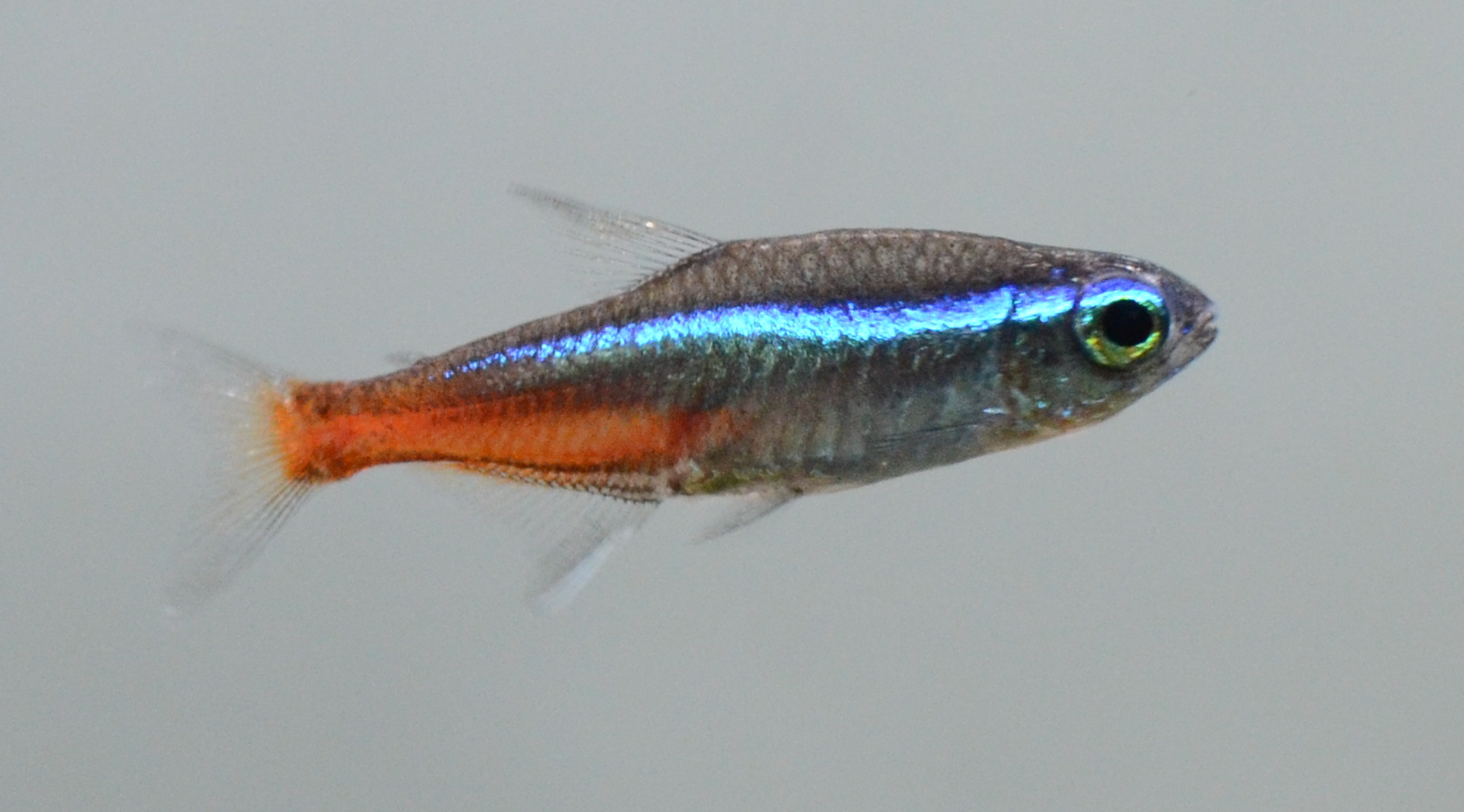 Fintastic queuing: Little fishies are better at waiting their turn than ...