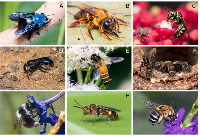 Warning sting on Asia's bee pollinators - Scimex