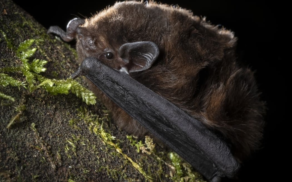 Night lights and bat sleep-ins - Scimex