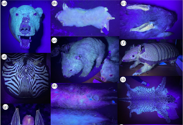 From glowing wombats to fluoro foxes, 125 mammal species glow under UV ...