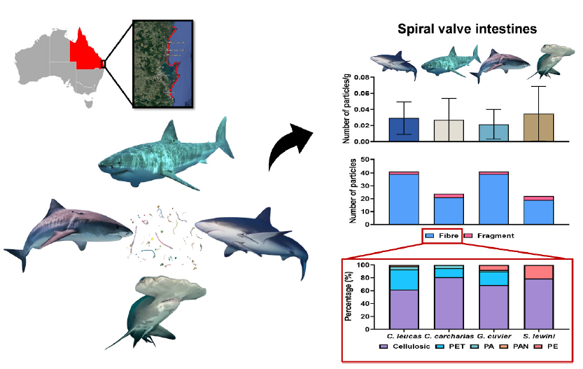 Microplastics present in muscles, intestines of SEQ sharks - Scimex