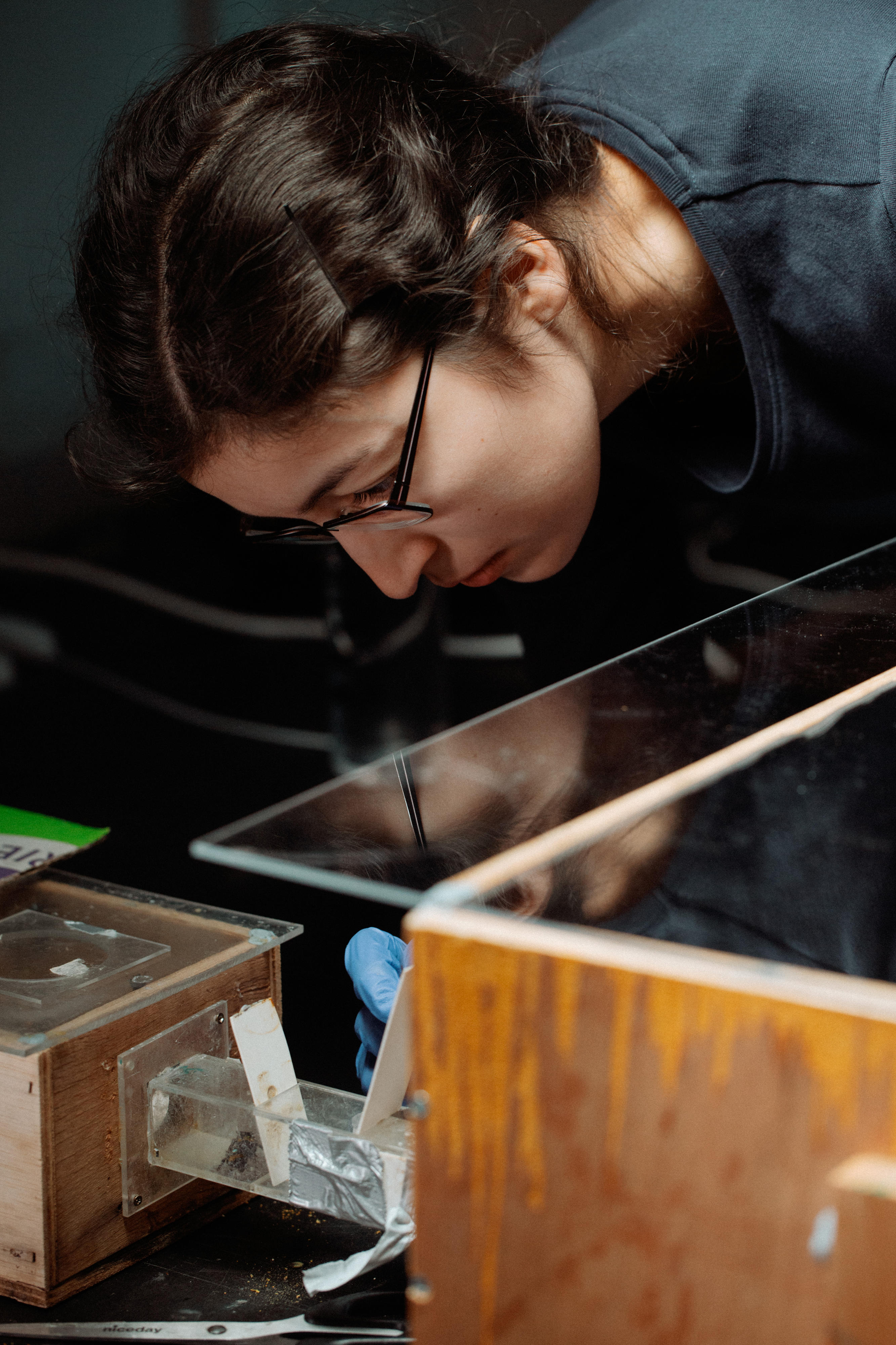 Hive mind! Bees can teach their friends to solve complex puzzles - Scimex