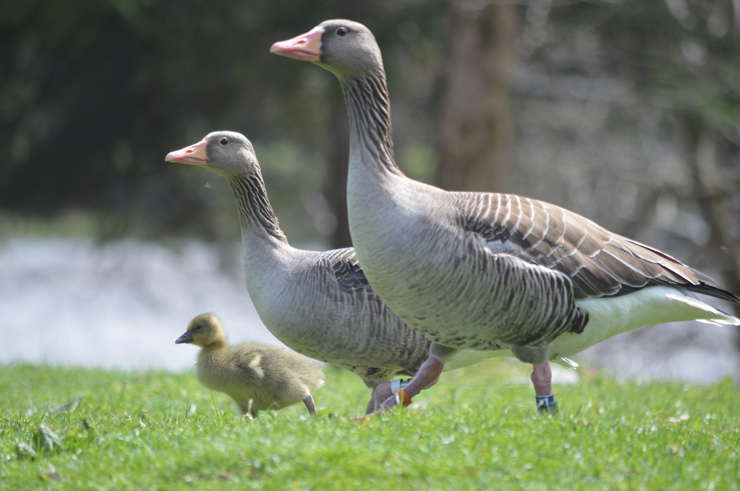 Love match and boldness pay off in geese reproductive success - Scimex