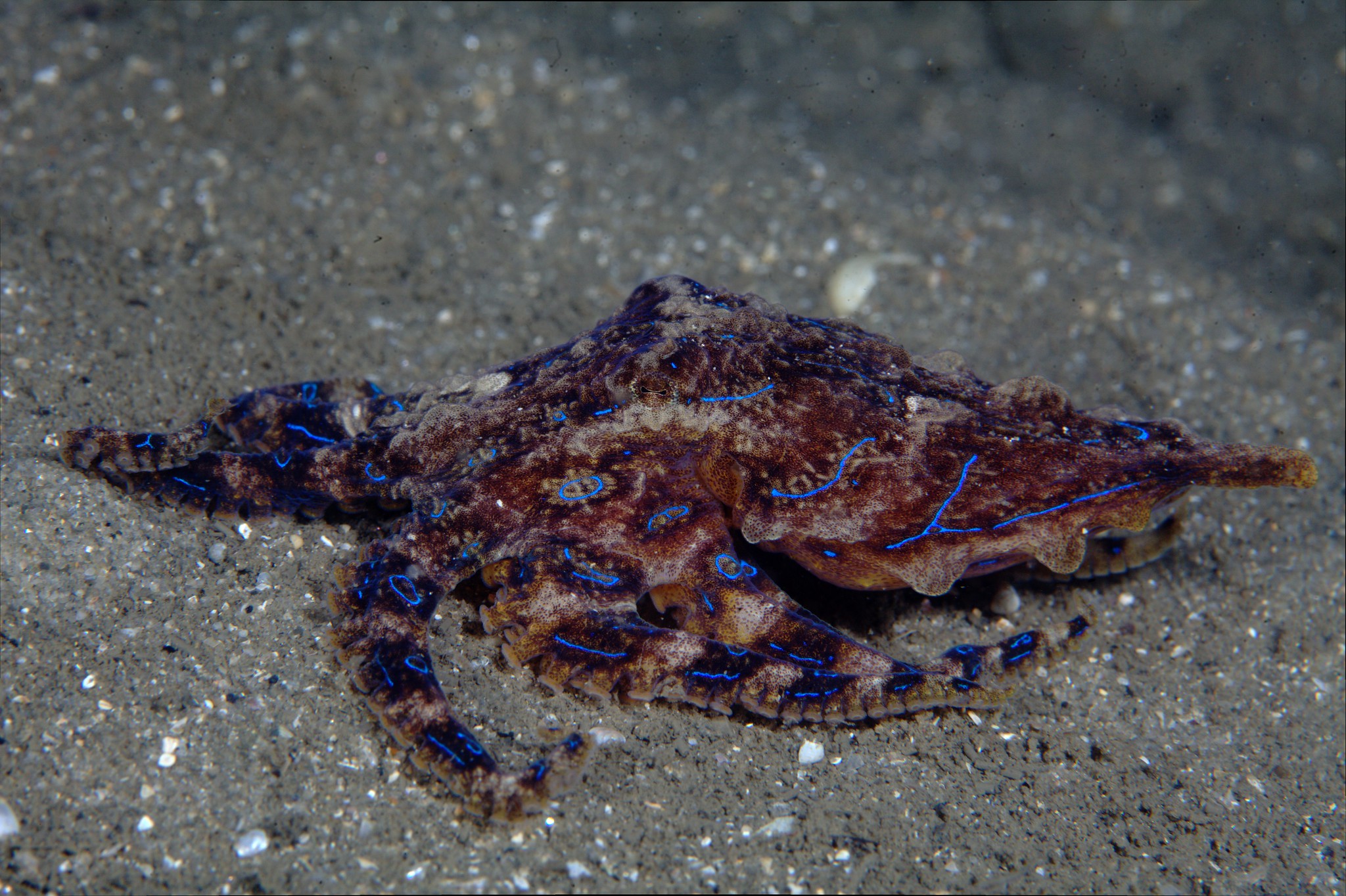 Male blue-lined octopuses use venom to practice safe sex - Scimex