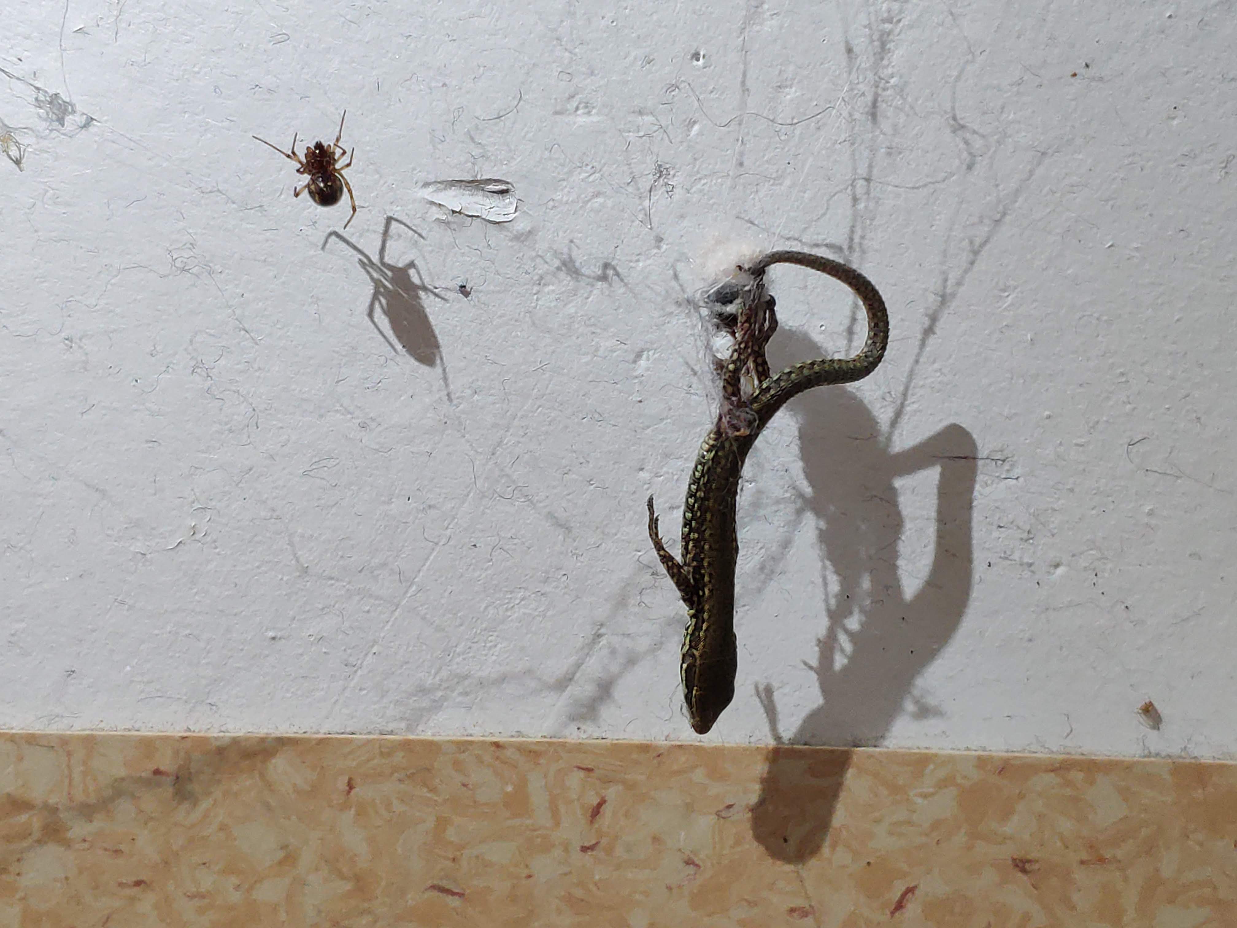 All tangled up - spiders hunt heavy prey using a pulley system - Scimex