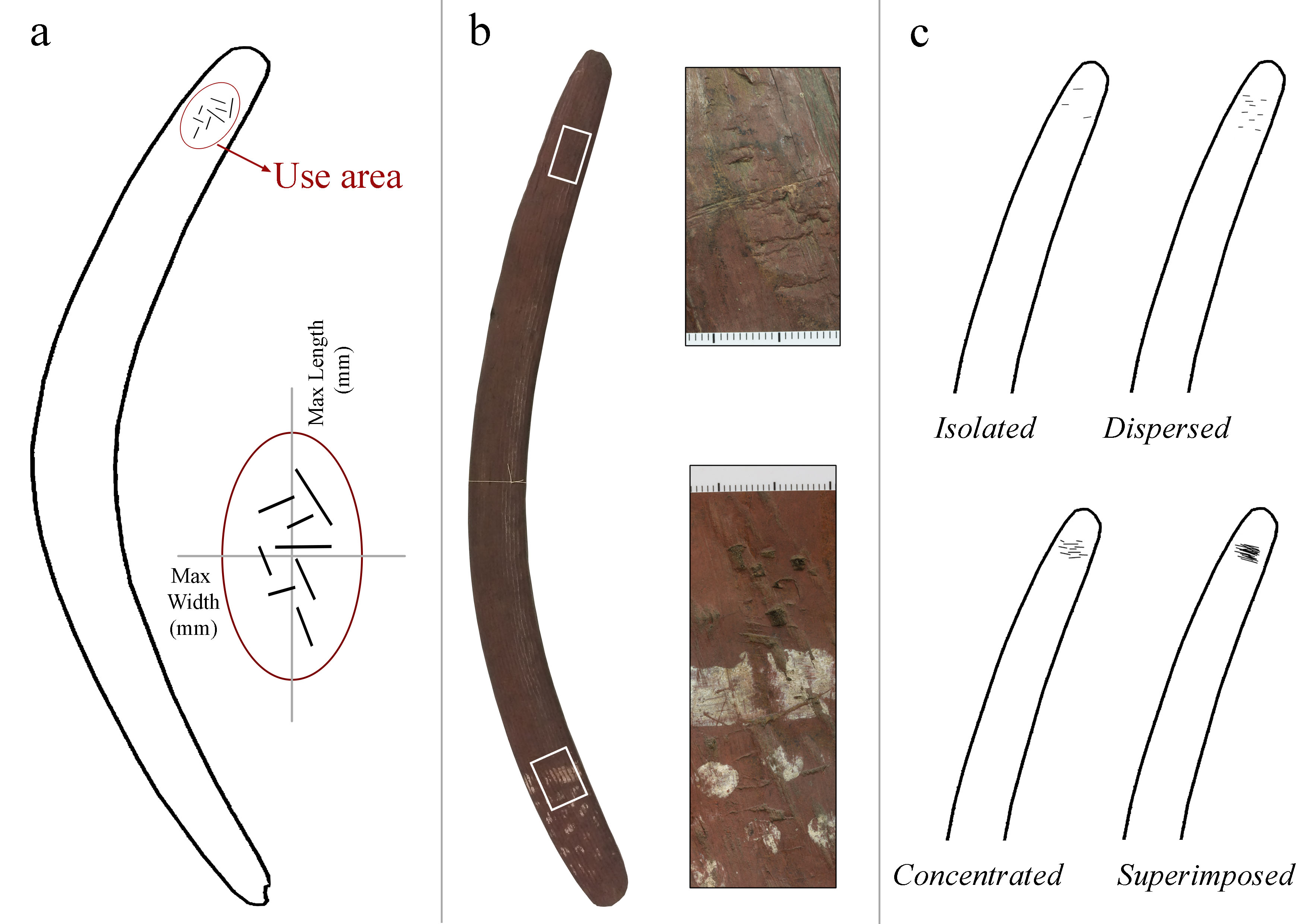 Boomerangs return with greater insights into ample uses - Scimex