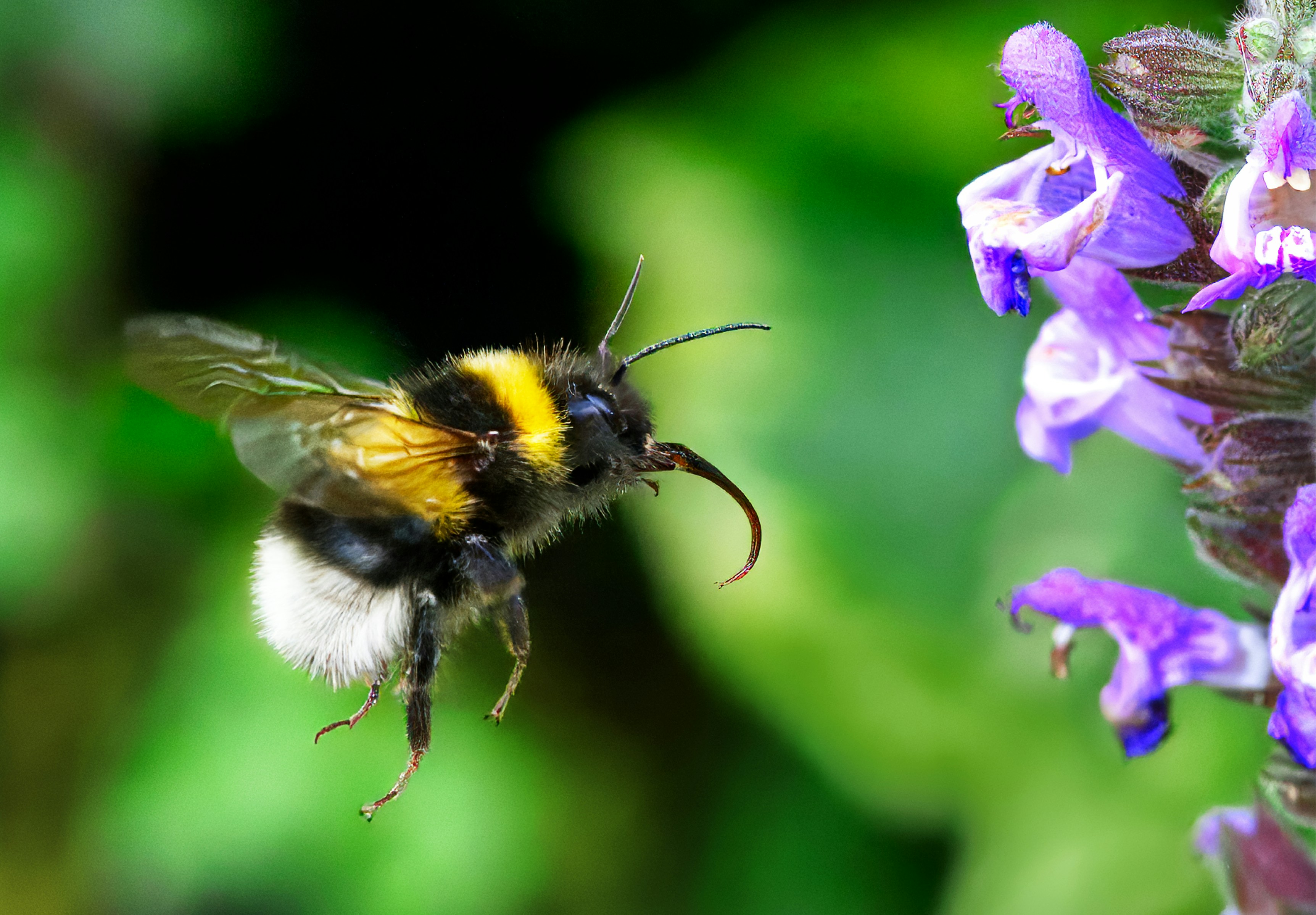 Bigger bumblebees fly faster; older bumblebees fly further - Scimex