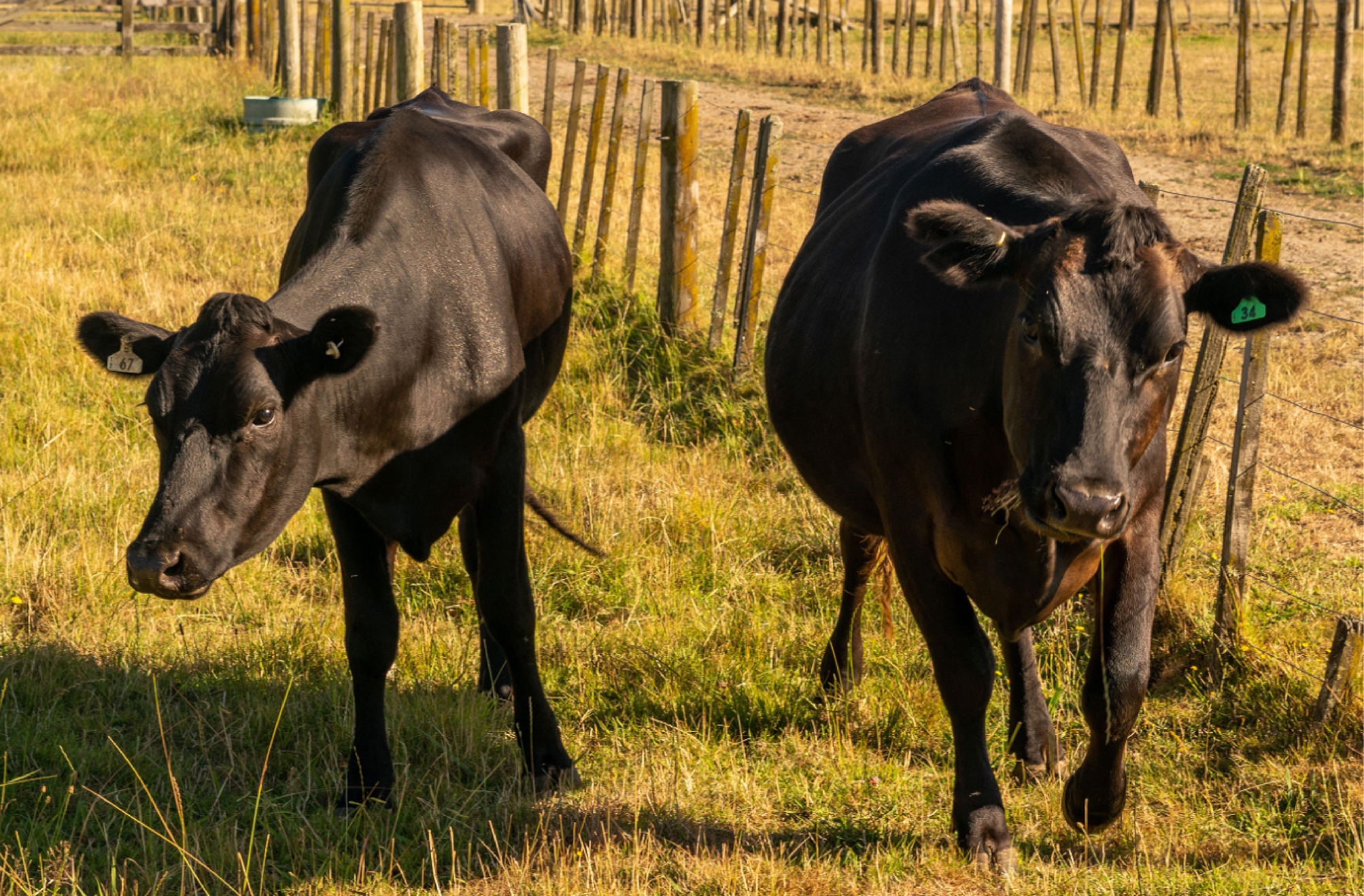 Finding new genetic disorders in cattle could help animals and milk ...