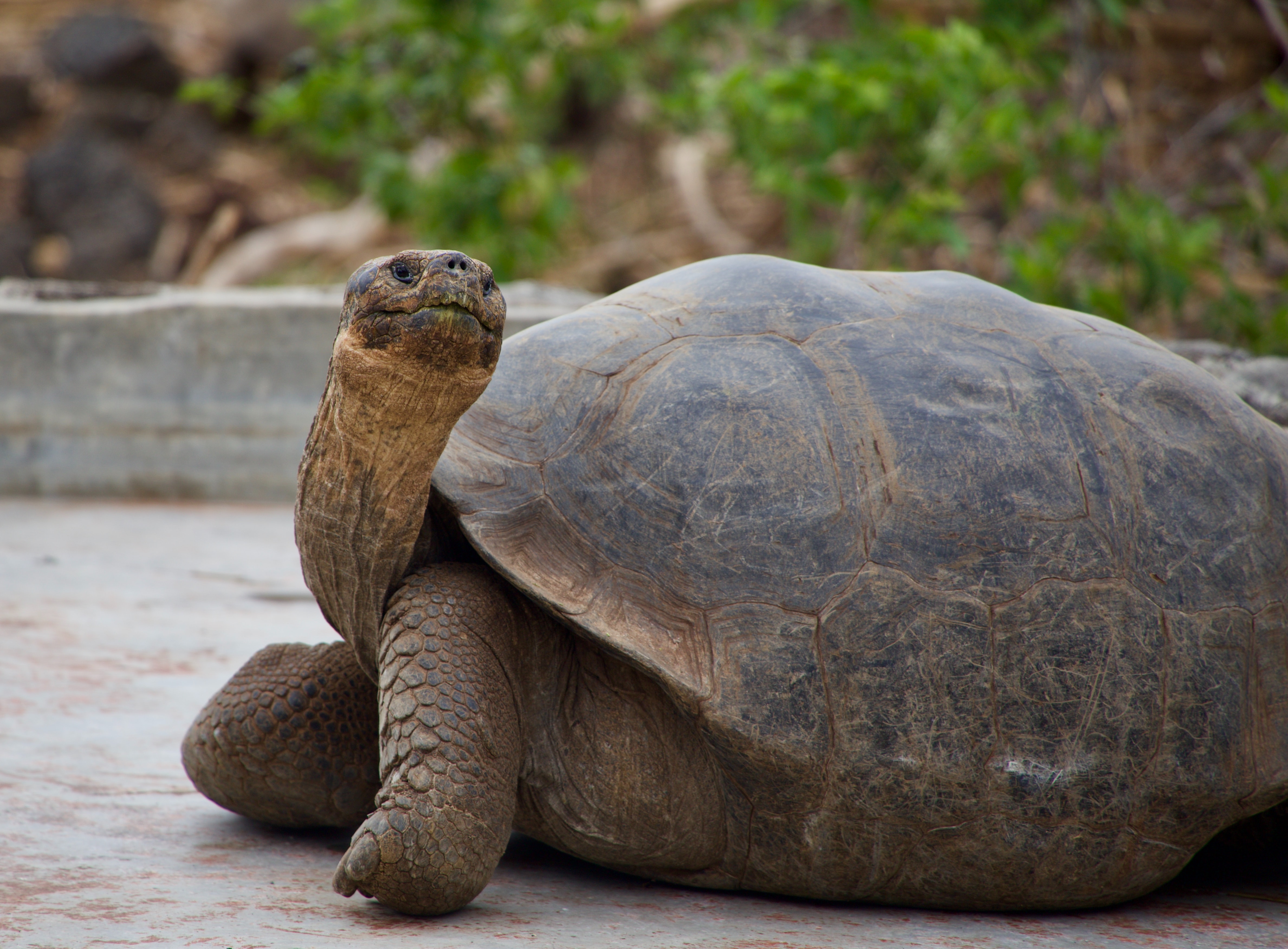 Slow but deadly: Murderous tortoise caught red-handed - Scimex