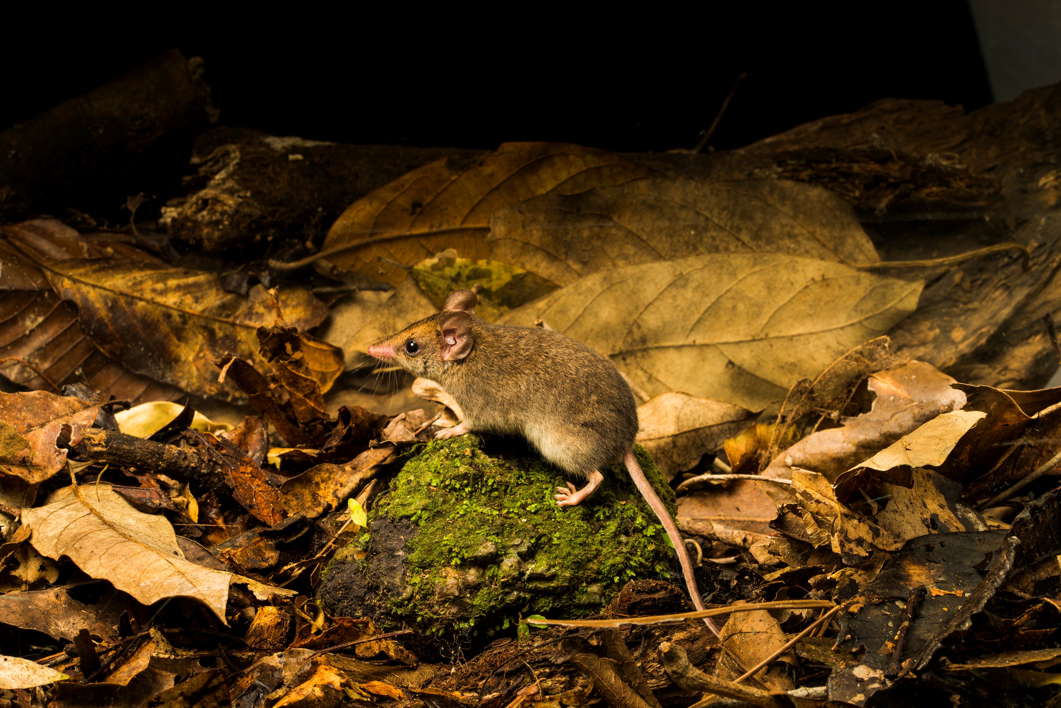 Tracking down an elusive Queensland marsupial - Scimex