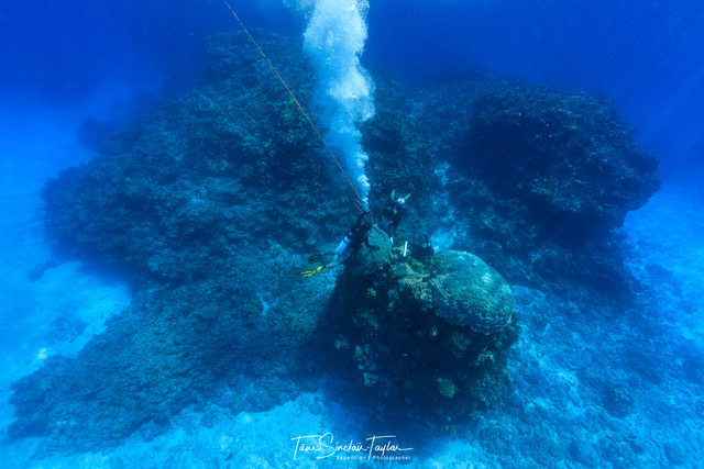 NEWS BRIEFING: Highest ocean temperatures for 400 years put the Great ...