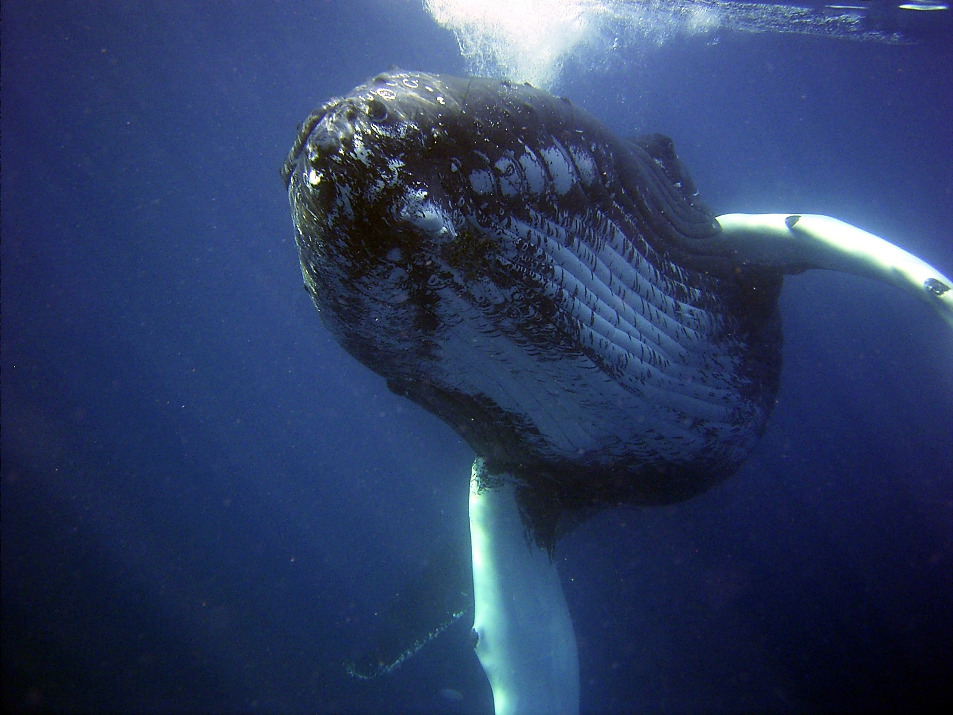 Into the blue: How baleen whales have adapted over the past 50 million ...