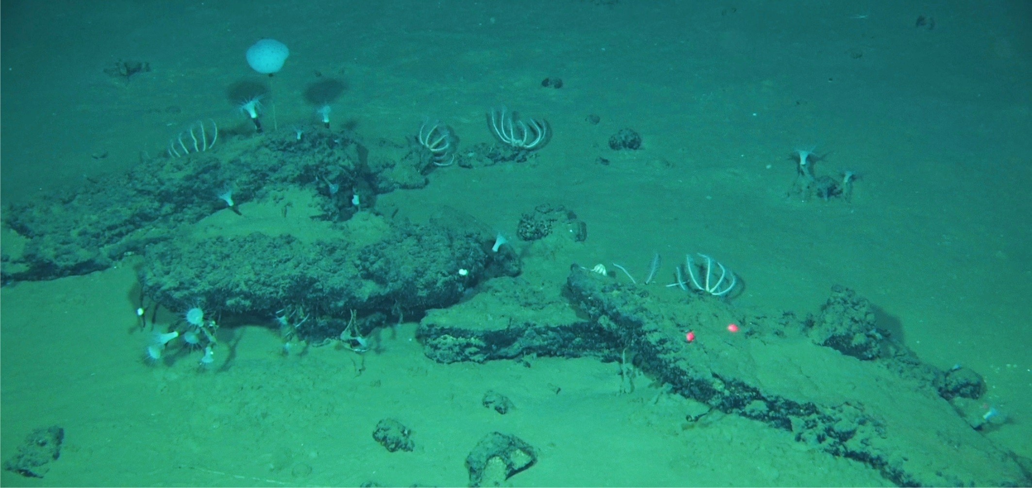 Vast scale of whale graveyard tells a tale - Scimex
