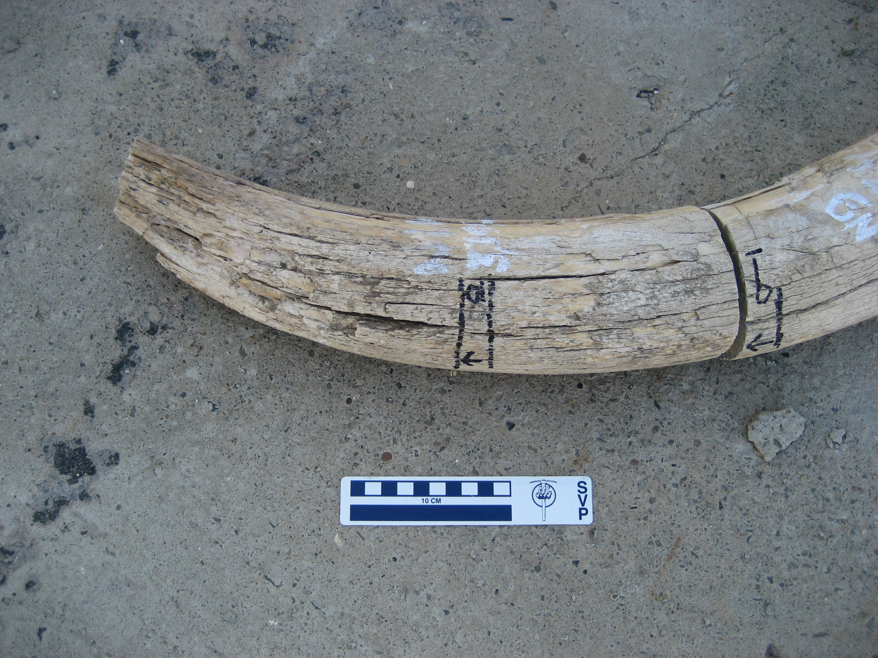 Woolly mammoth tusks reveal when males had the horn - Scimex