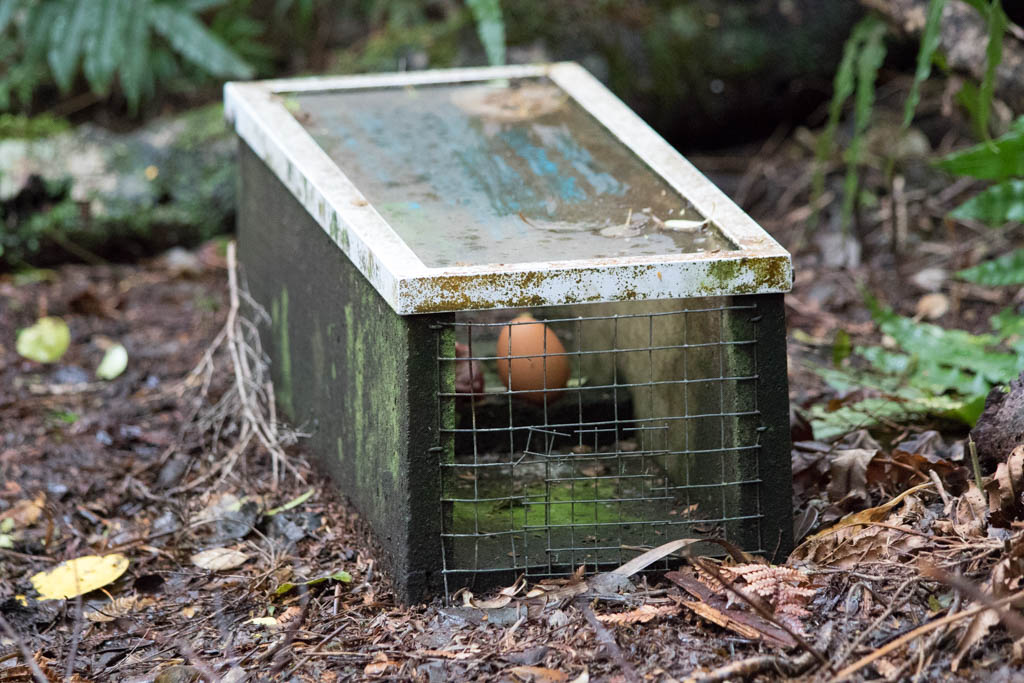 Shy stoats avoid tripping traps - Scimex