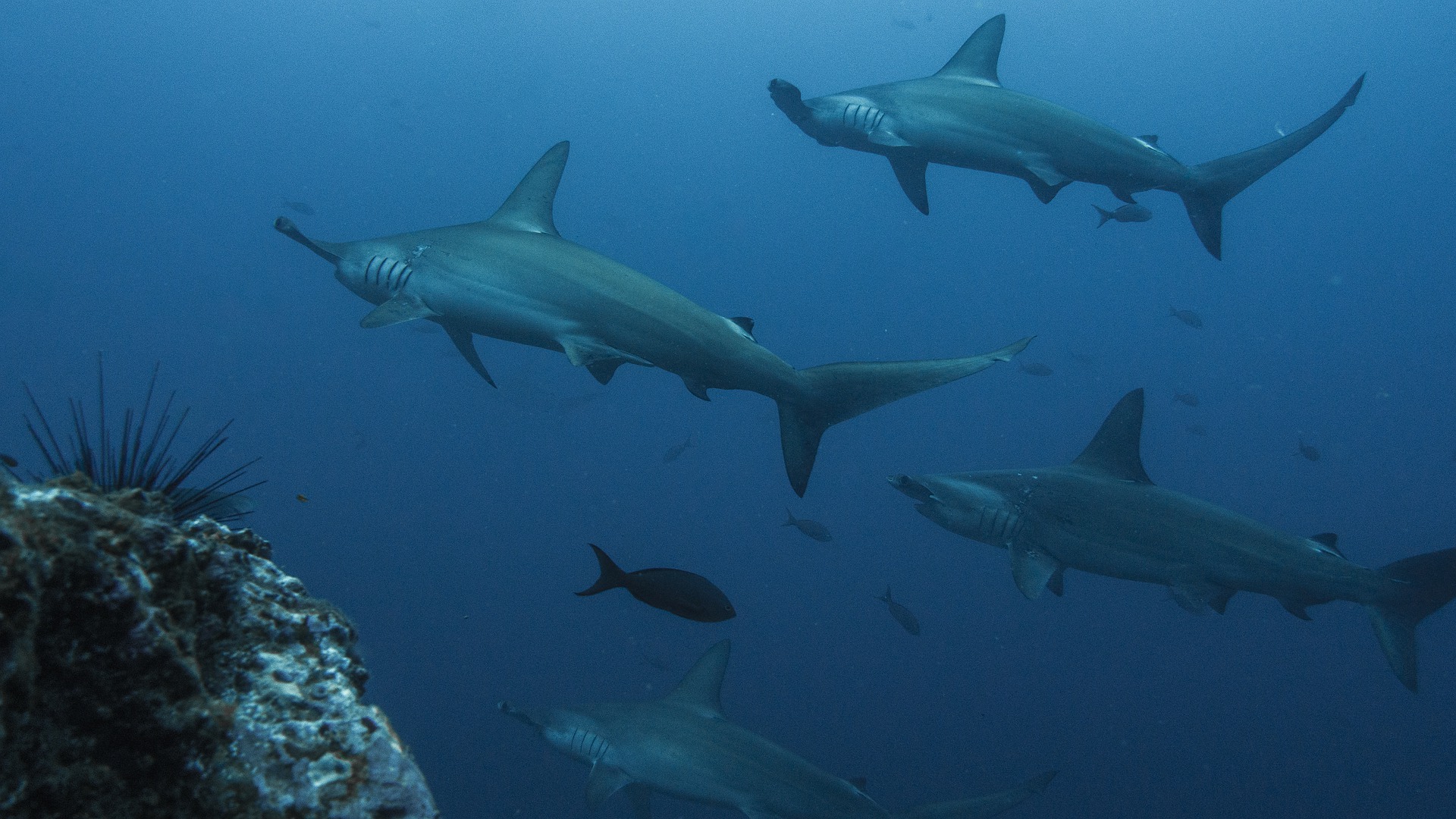 Oceanic sharks and rays have declined by over 70 per cent - Scimex